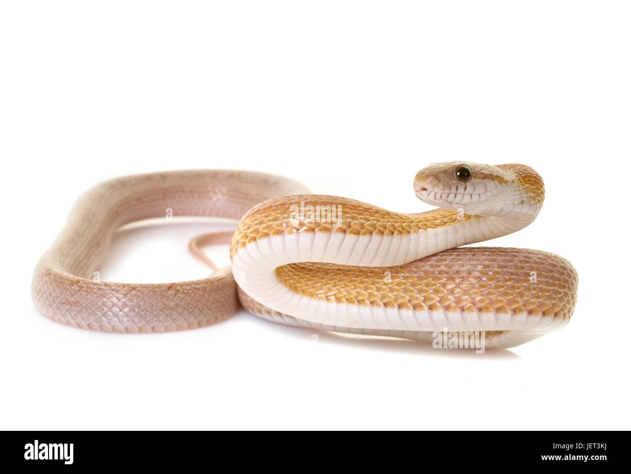 corn snake in front of white background Stock Photo - Alamy