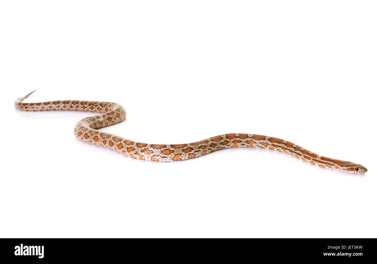 corn snake in front of white background Stock Photo - Alamy