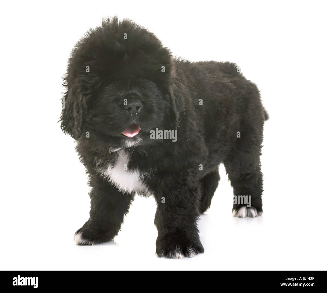 puppy newfoundland dog in front of white background Stock Photo - Alamy