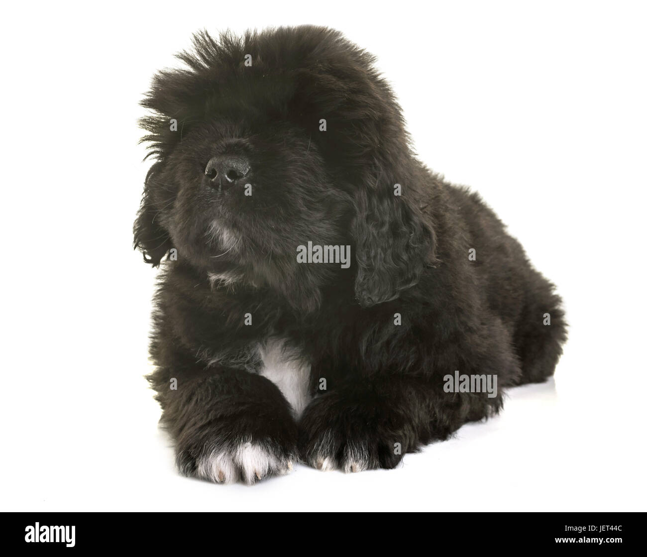 puppy newfoundland dog in front of white background Stock Photo - Alamy