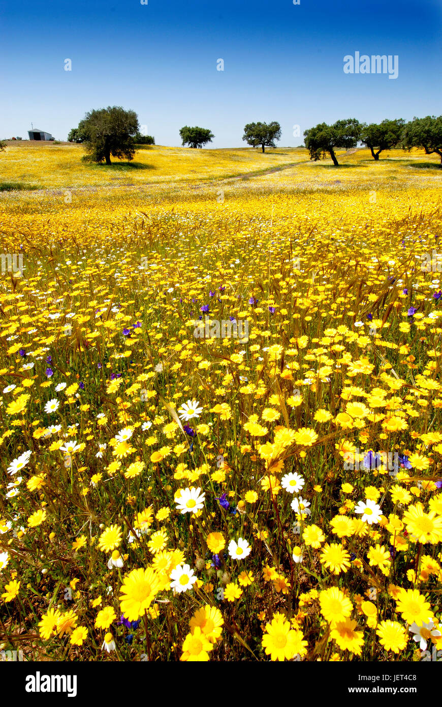 The vast plains of Alentejo with cork trees. Portugal is the world's ...