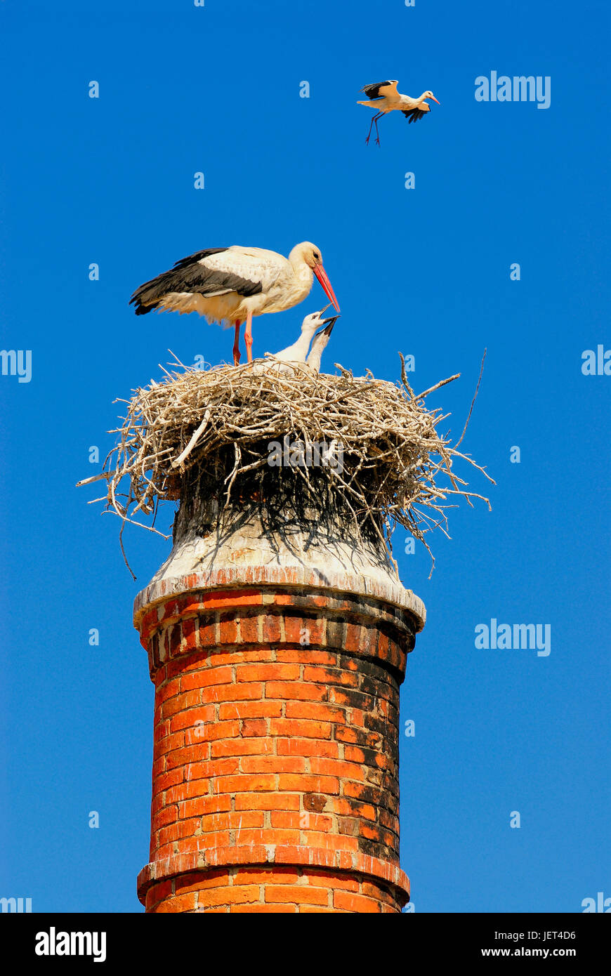 Storks in the nest, Comporta, Alentejo, Portugal Stock Photo - Alamy