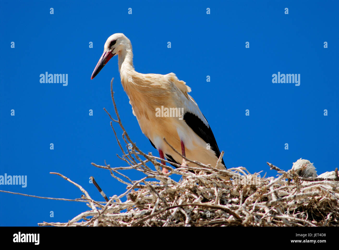 Storks in the nest, Alcácer do Sal, Alentejo, Portugal Stock Photo - Alamy