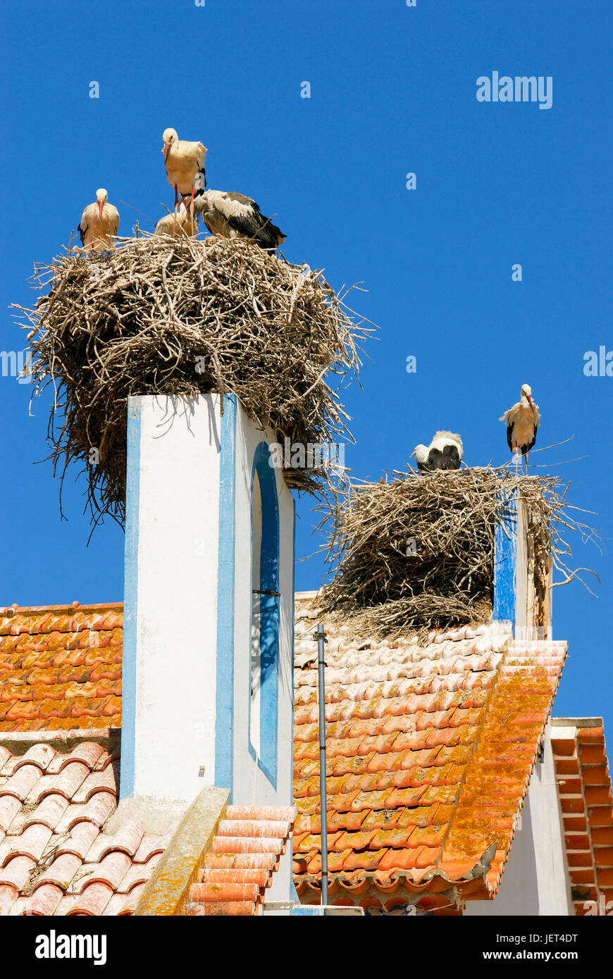 Storks in the nest, Comporta, Alentejo, Portugal Stock Photo - Alamy