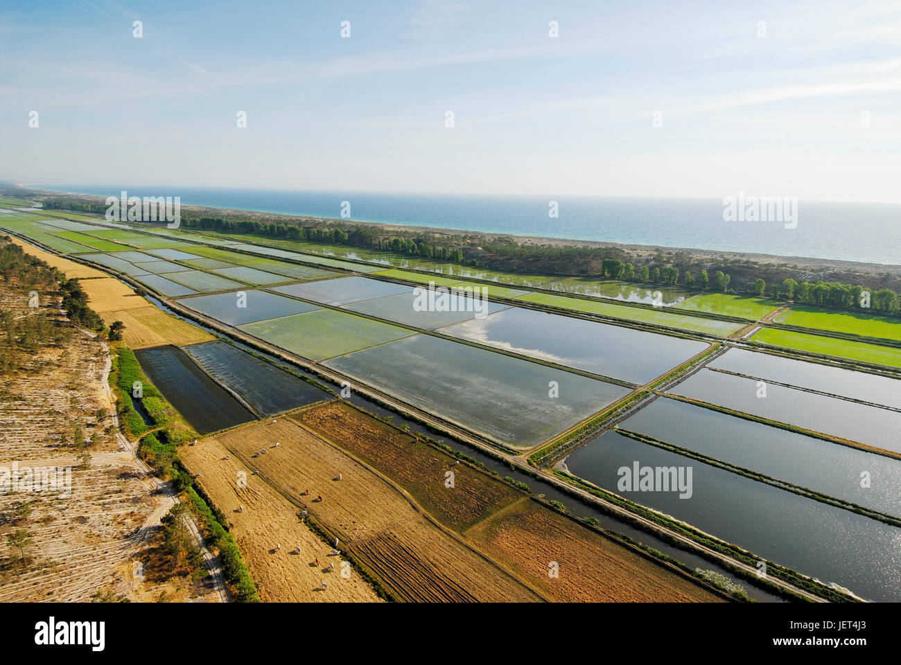 Comporta rice fields hi-res stock photography and images - Alamy