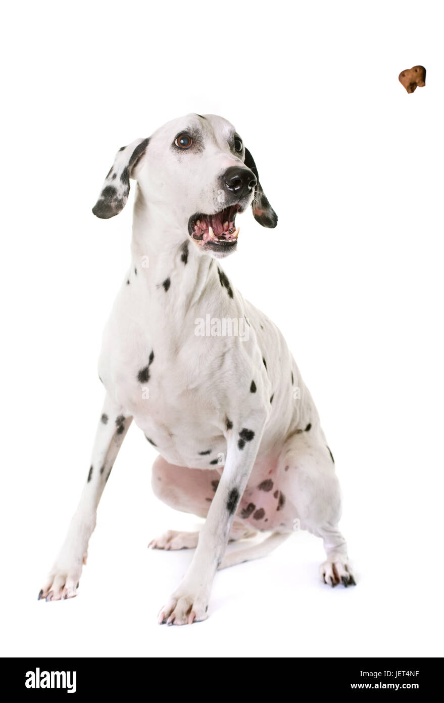 dalmatian dog in front of white background Stock Photo - Alamy