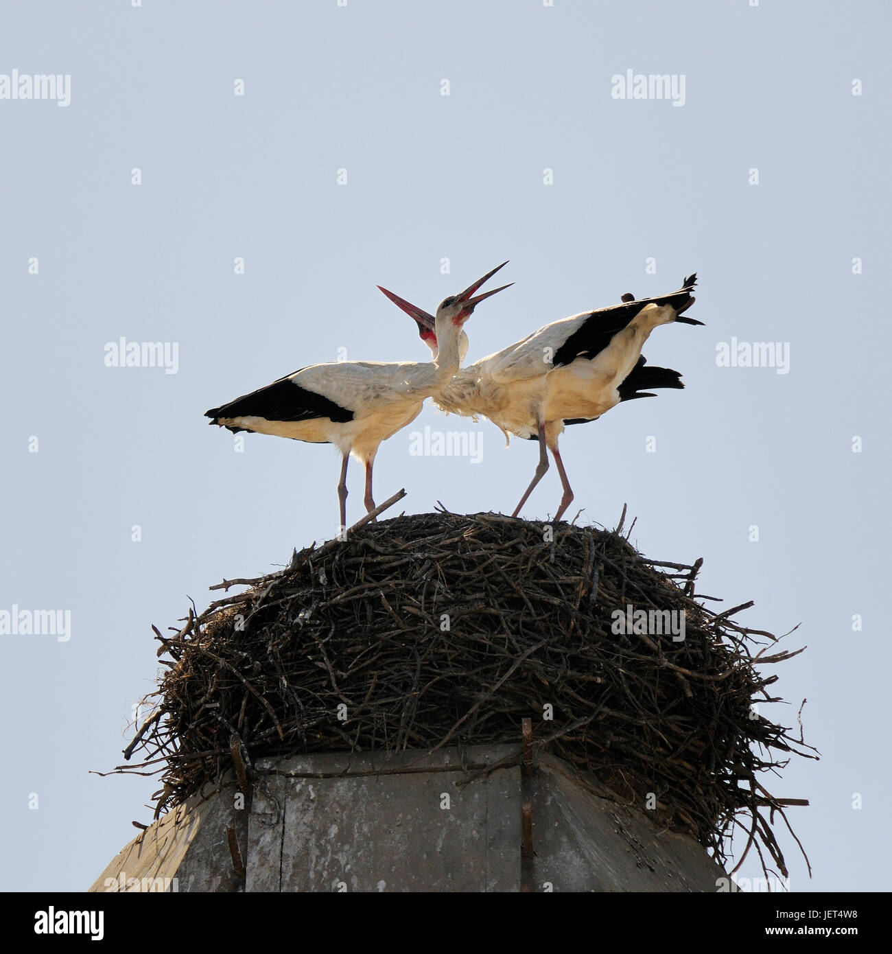 Storks portugal hi-res stock photography and images - Alamy