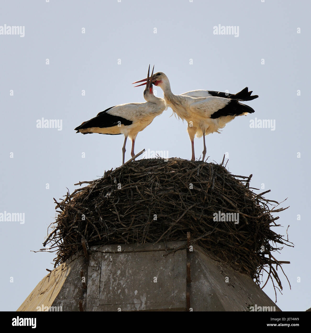 Storks in the nest, Comporta, Alentejo, Portugal Stock Photo - Alamy