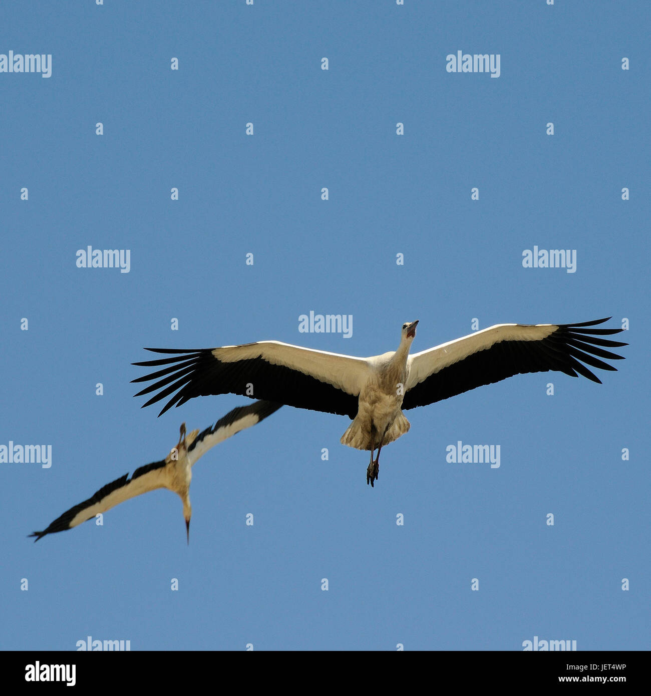 Flying storks hi-res stock photography and images - Alamy
