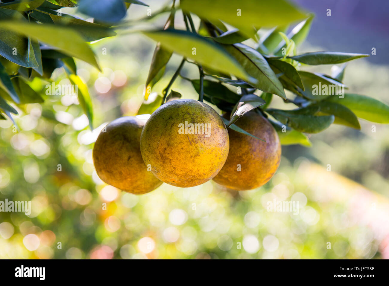 Osing weight hi-res stock photography and images - Alamy