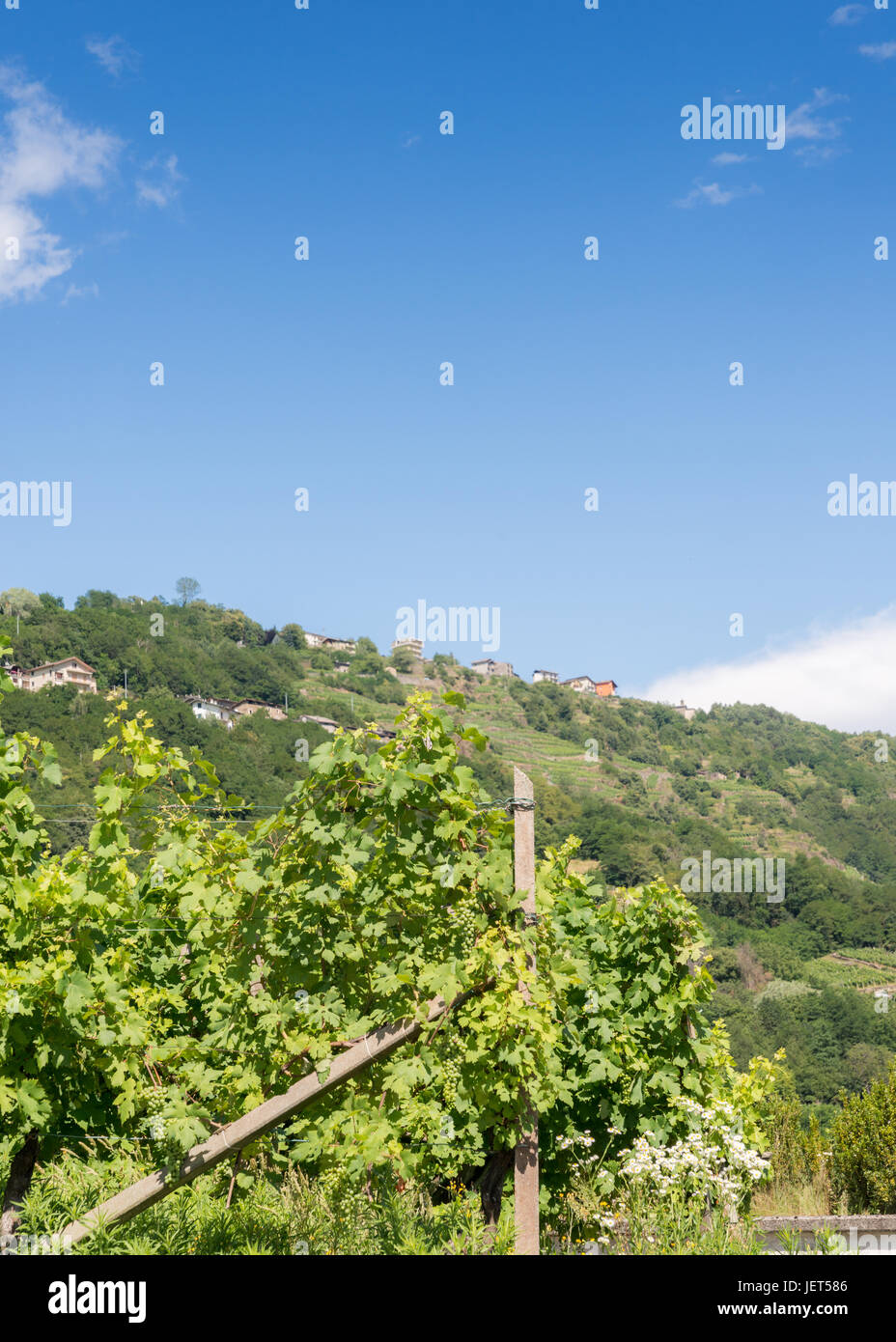 Vineyards in the Lombardy region of northern Italy Stock Photo - Alamy