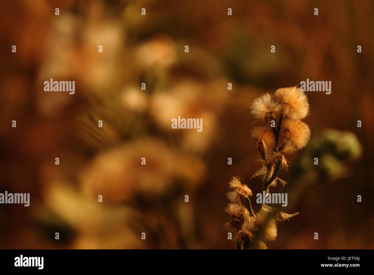 Stunning wallpaper hi-res stock photography and images - Alamy