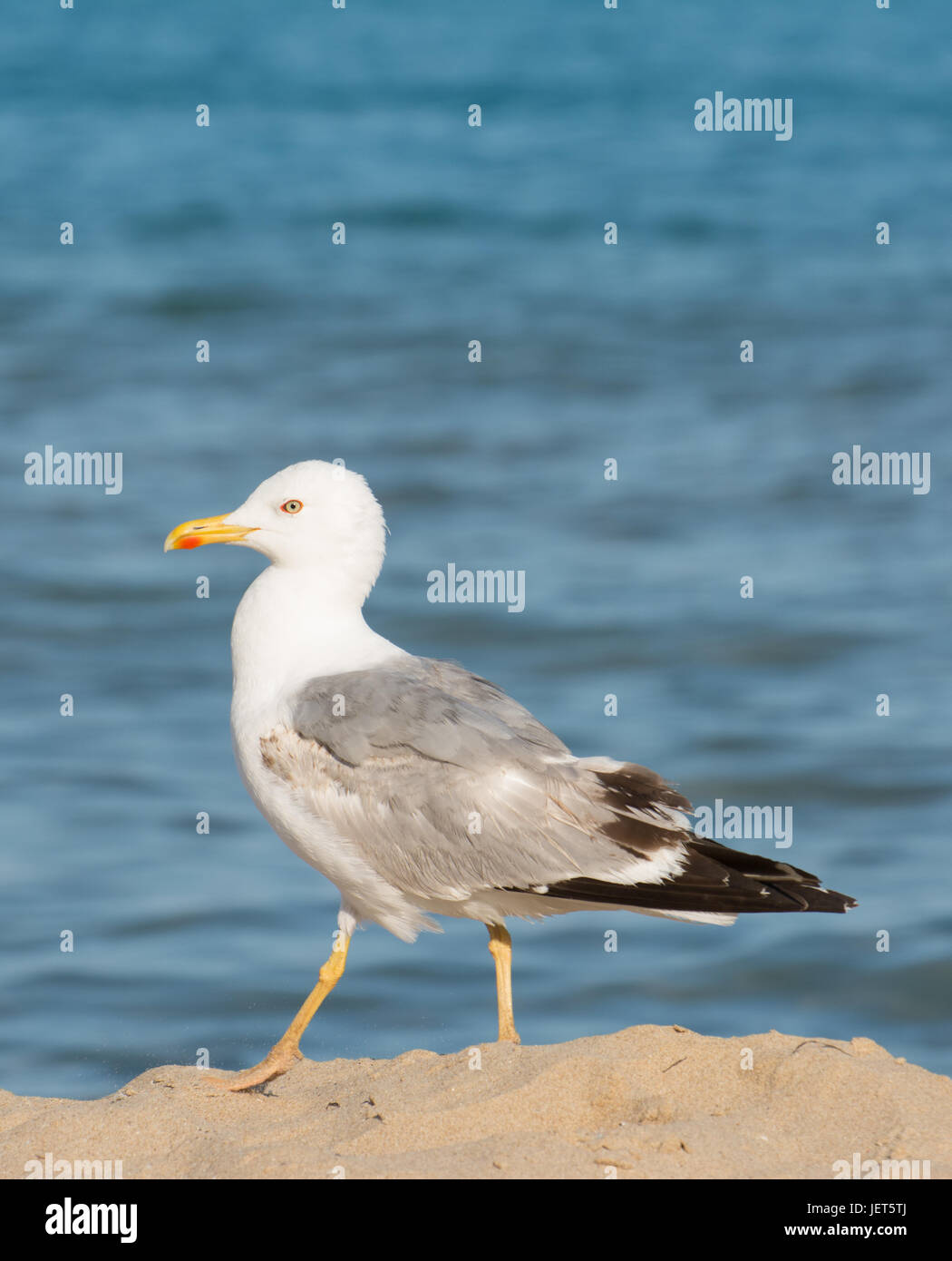 Seagull walking on the beach Stock Photo - Alamy