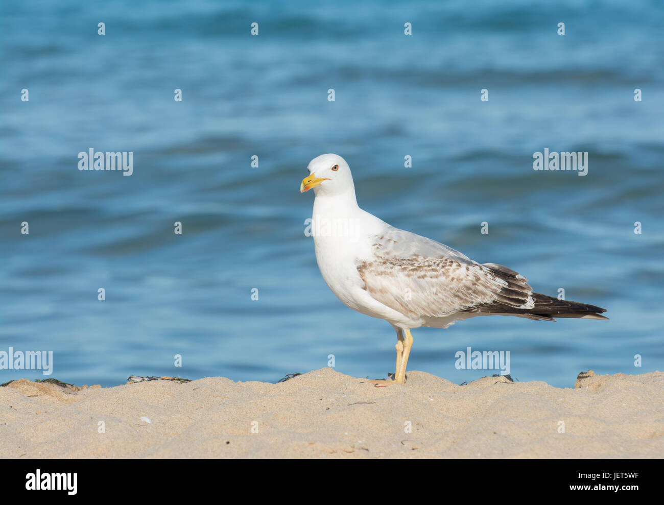 Seagull walking on the beach Stock Photo - Alamy