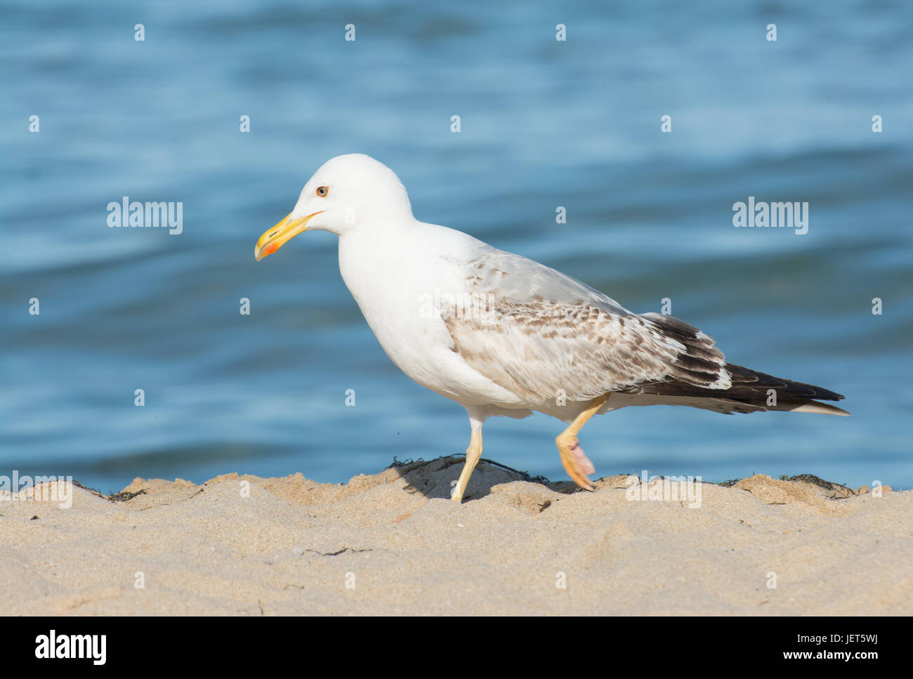 Gull walking beach hi-res stock photography and images - Alamy