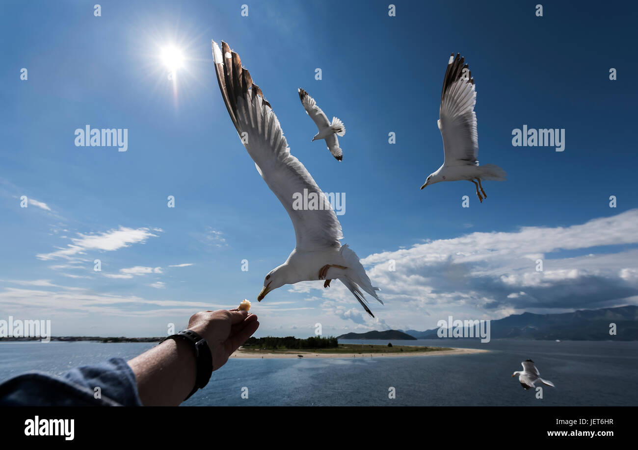 Feeding the Seagulls Stock Photo - Alamy
