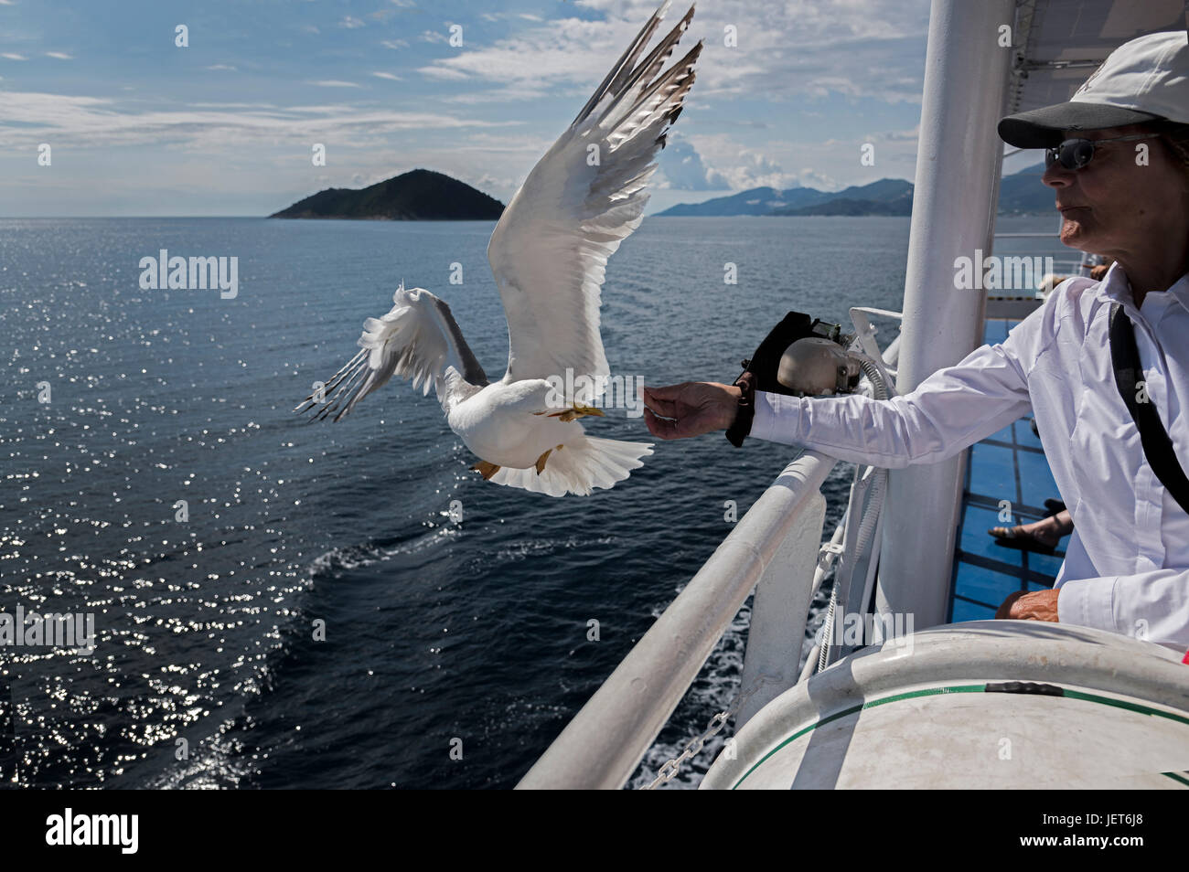 Feeding the Seagulls Stock Photo - Alamy