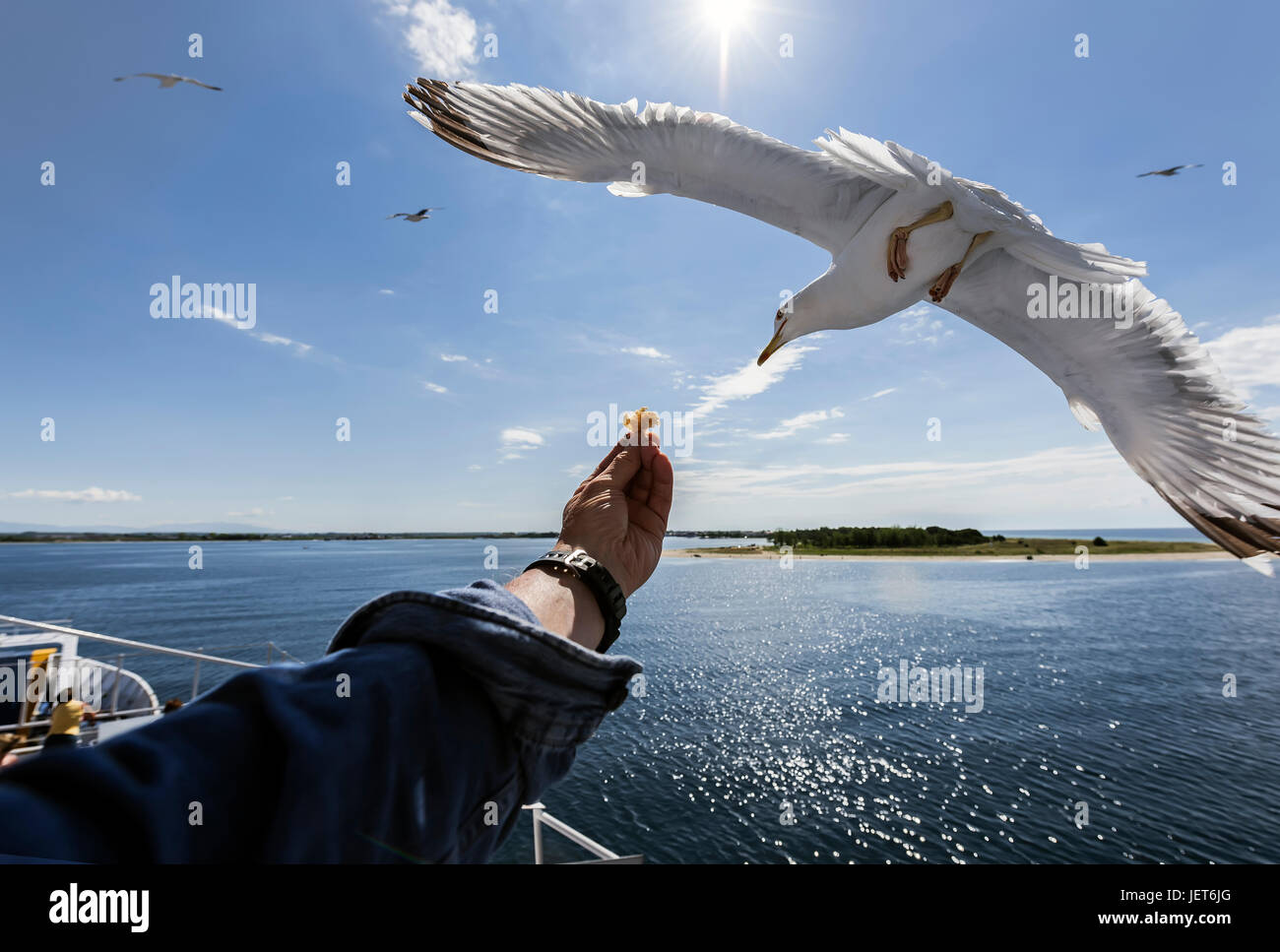 Feeding the Seagulls Stock Photo - Alamy