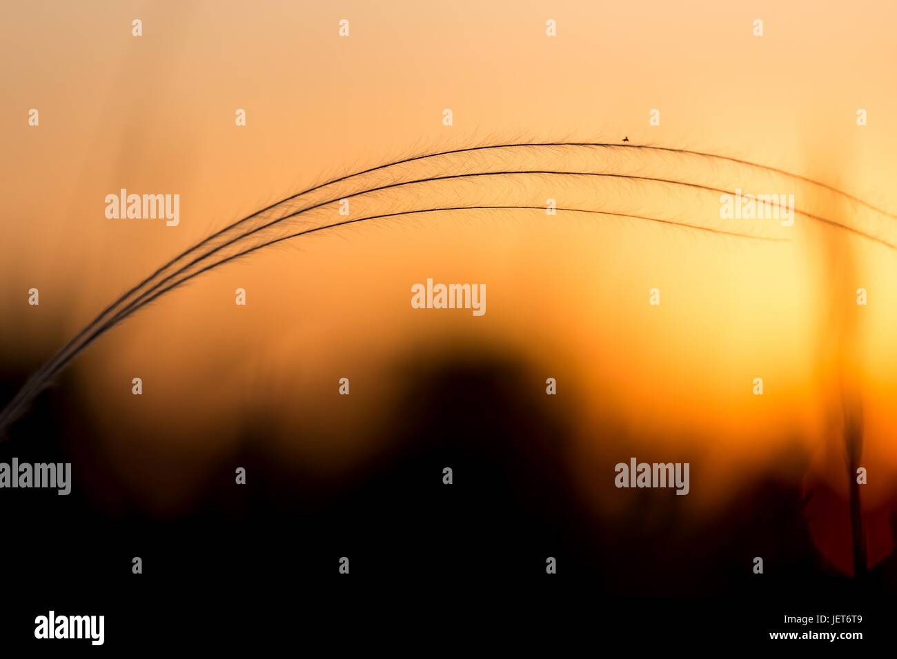 Close up of the stipa plant in the wonderful sunset light Stock Photo ...