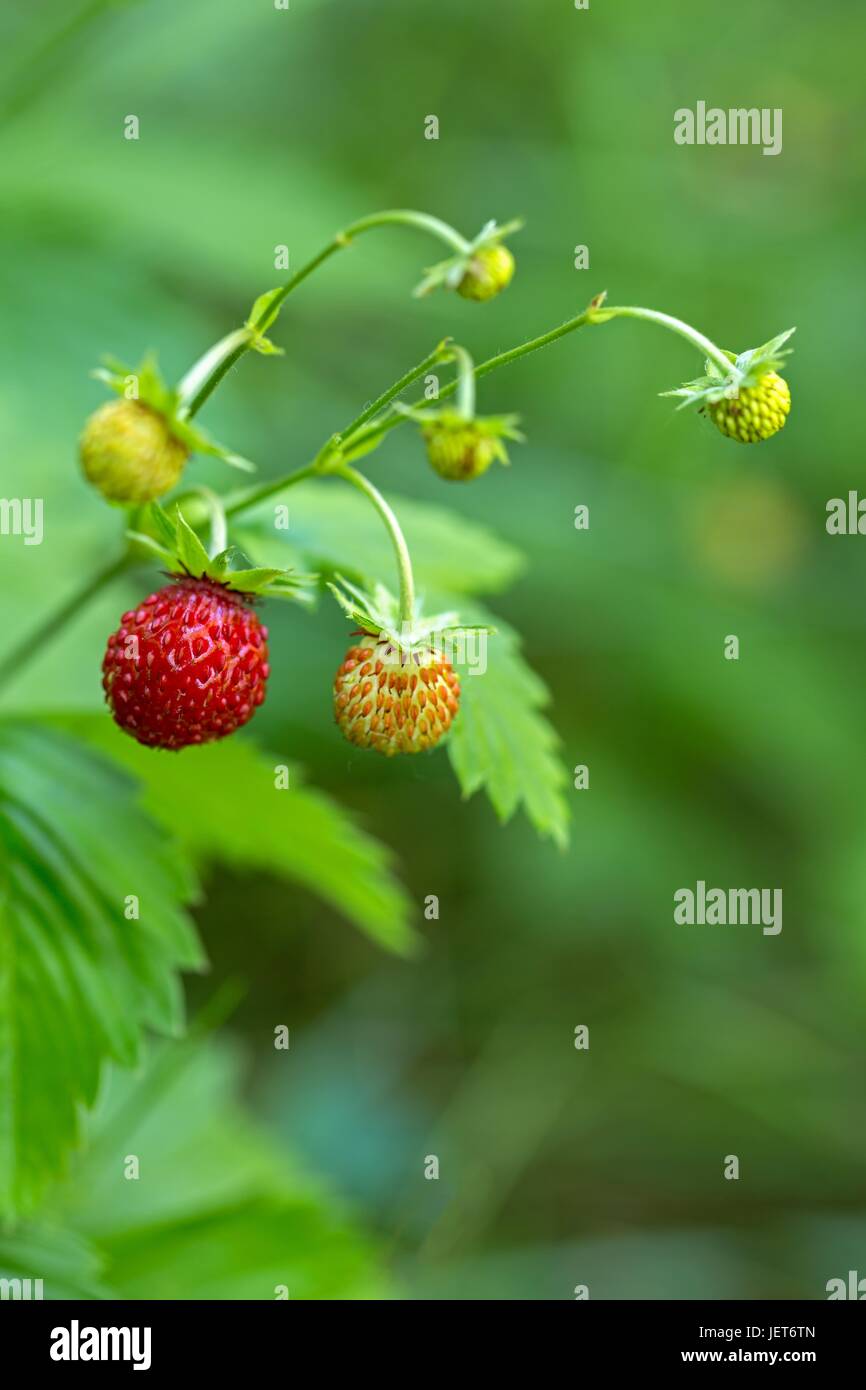 Wild forest strawberries Stock Photo - Alamy