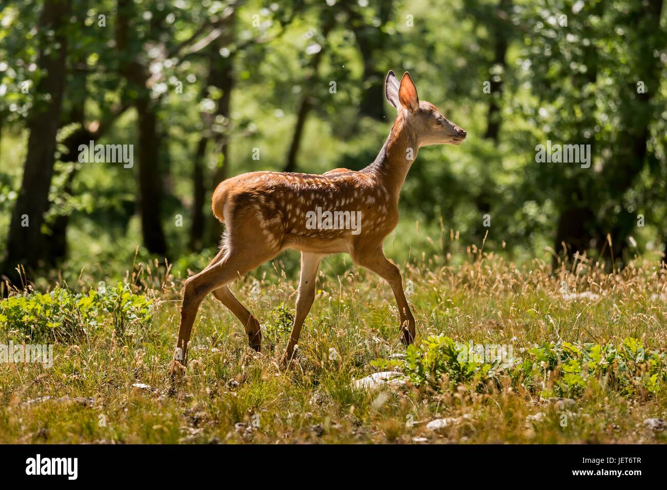 Young fawn on the forest Stock Photo - Alamy