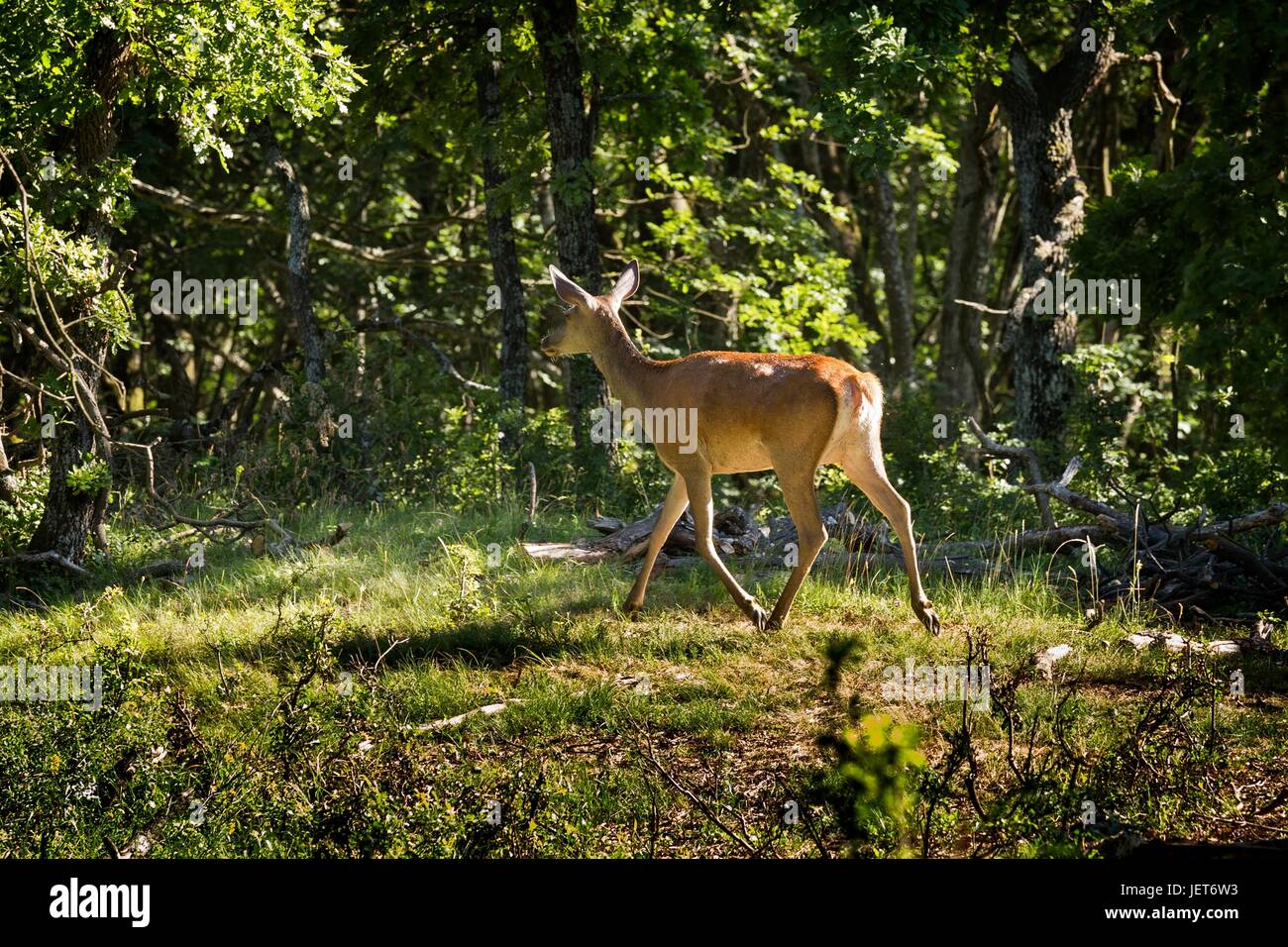 Female fauna hi-res stock photography and images - Alamy