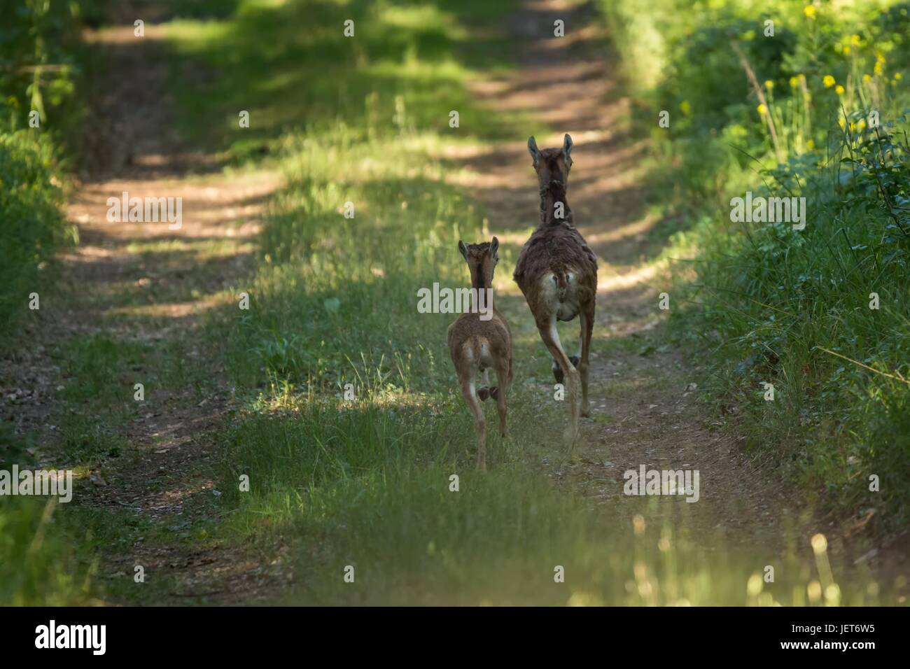 Moufflon ewe and lamb stand in a forest Stock Photo - Alamy