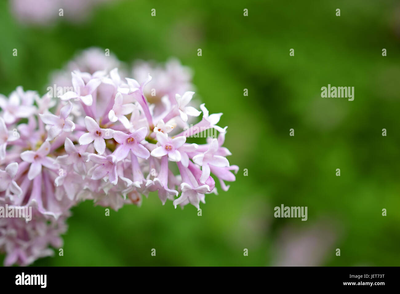 Flowering Hungarian lilac (Syringa josikaea) shrub Stock Photo - Alamy