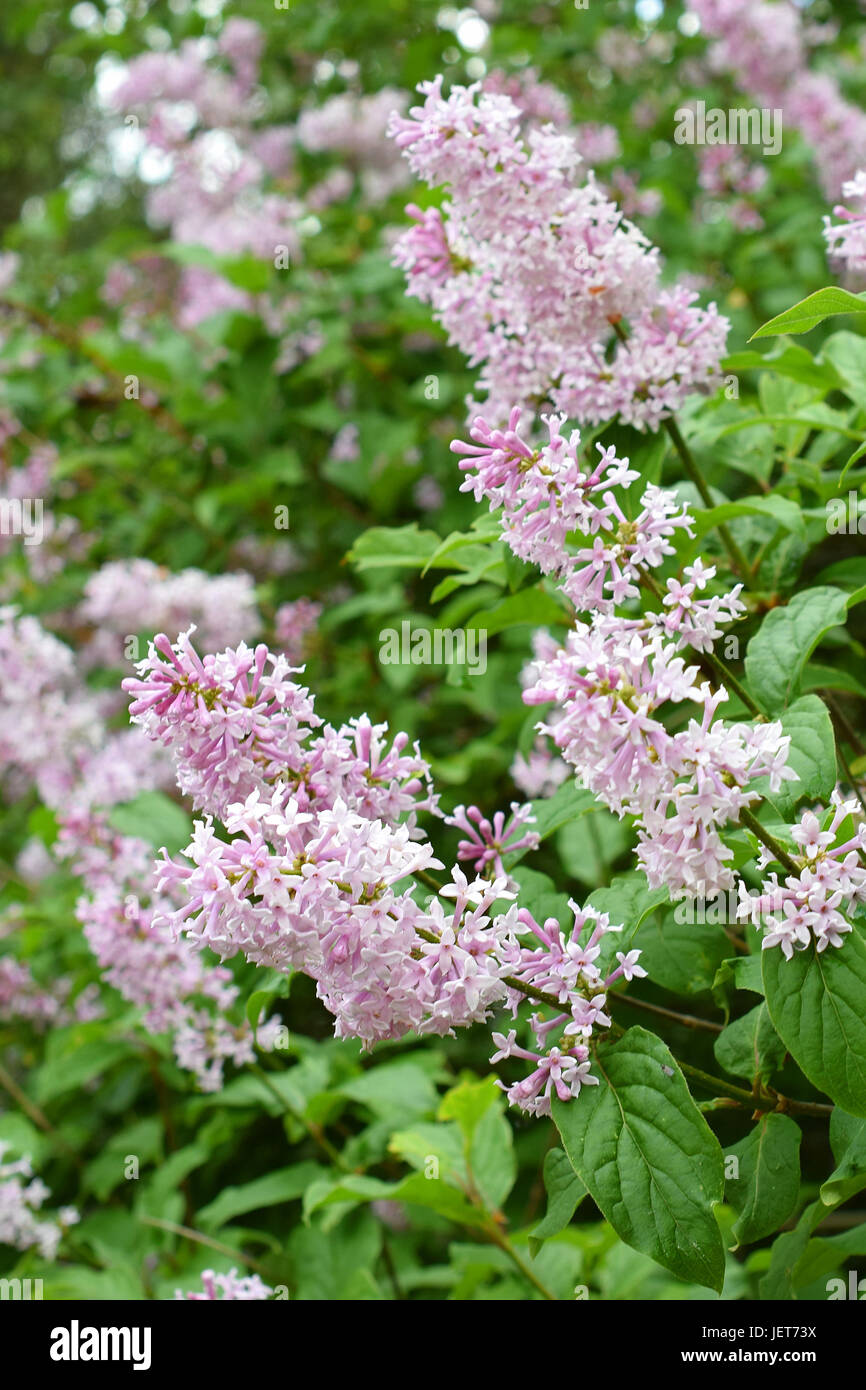 Flowering Hungarian lilac (Syringa josikaea) shrub Stock Photo - Alamy