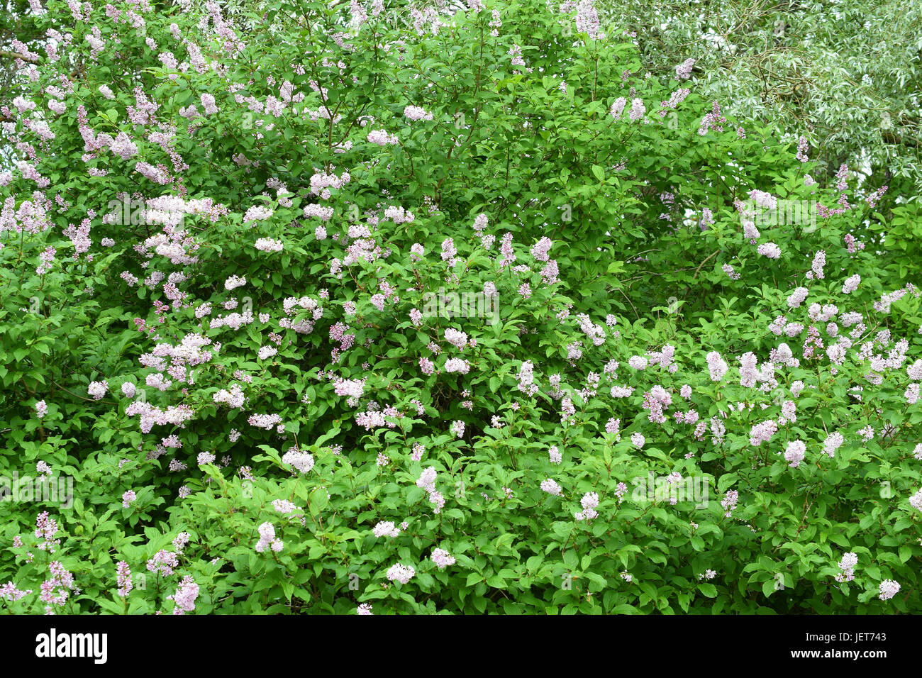 Flowering Hungarian lilac (Syringa josikaea) shrub Stock Photo - Alamy