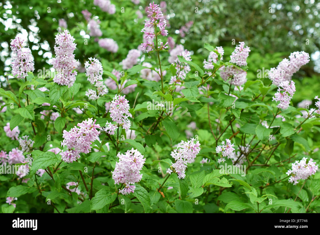 Flowering Hungarian lilac (Syringa josikaea) shrub Stock Photo - Alamy
