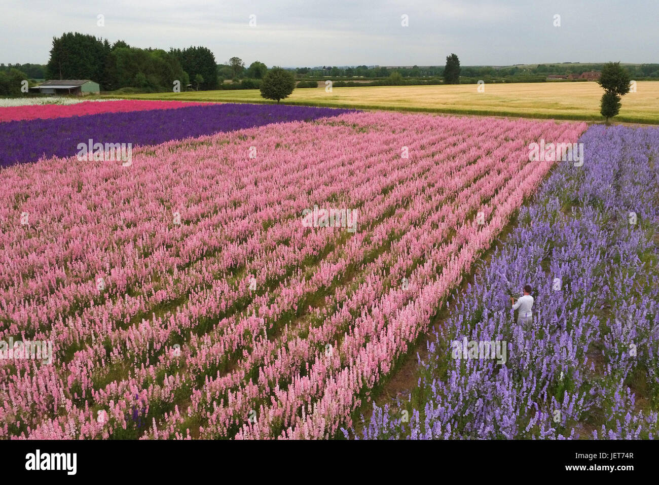 Real flower confetti hi-res stock photography and images - Alamy