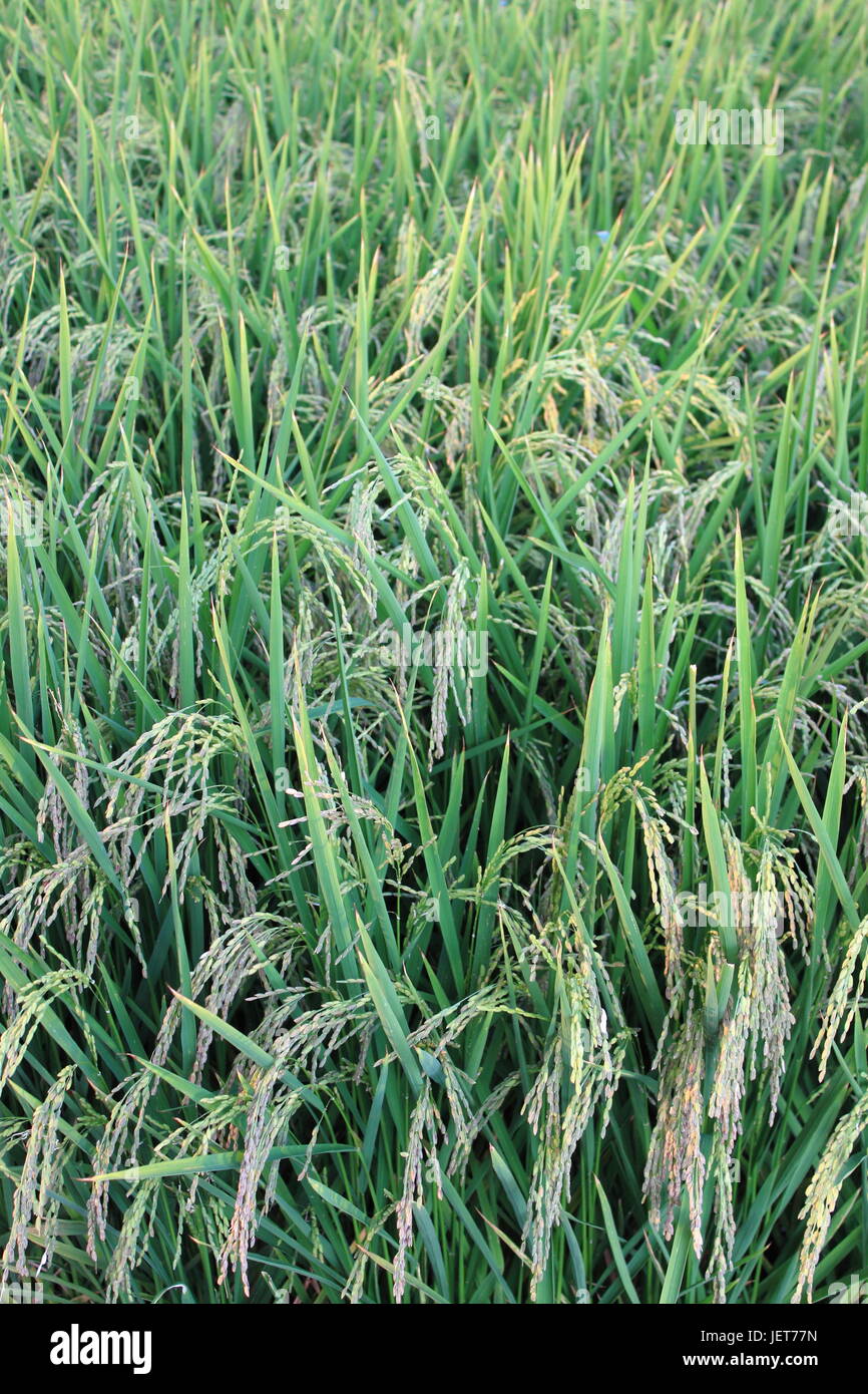 Rice plants in a paddy field Stock Photo - Alamy