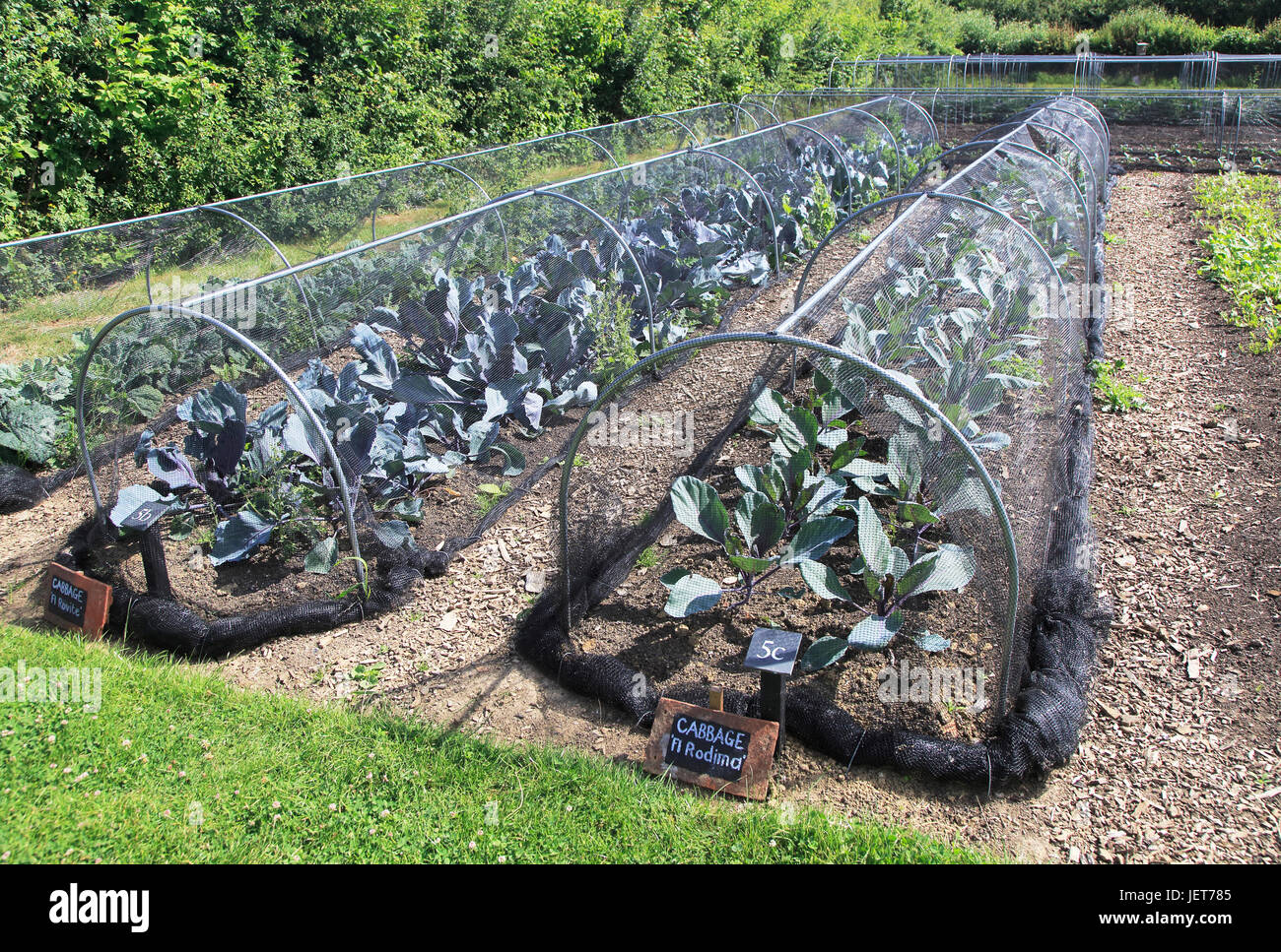 Cabbages growing under nets in vegetable garden, Sissinghurst castle ...