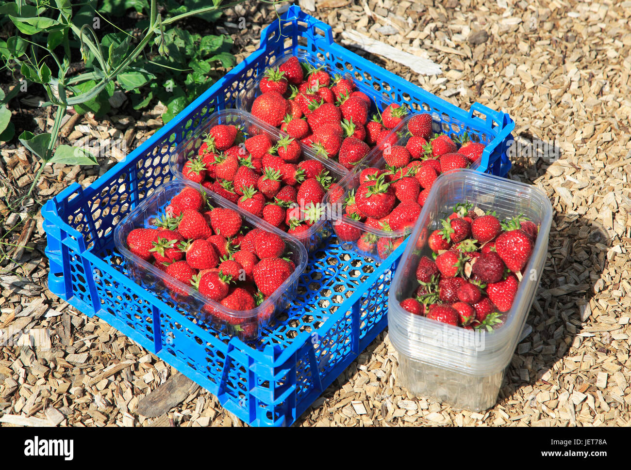 Freshly picked strawberries vegetable garden, Sissinghurst castle ...