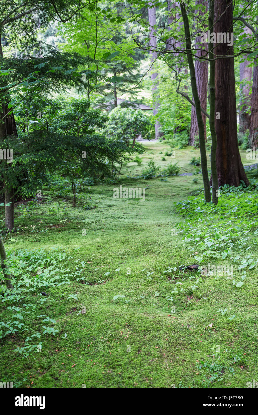 Moss covered trail hi-res stock photography and images - Alamy