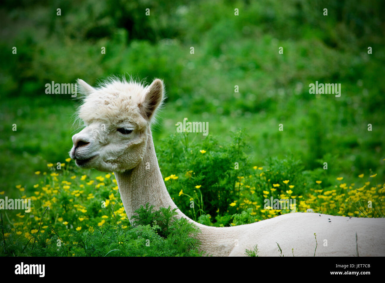 White alpaca eating grass hi-res stock photography and images - Alamy