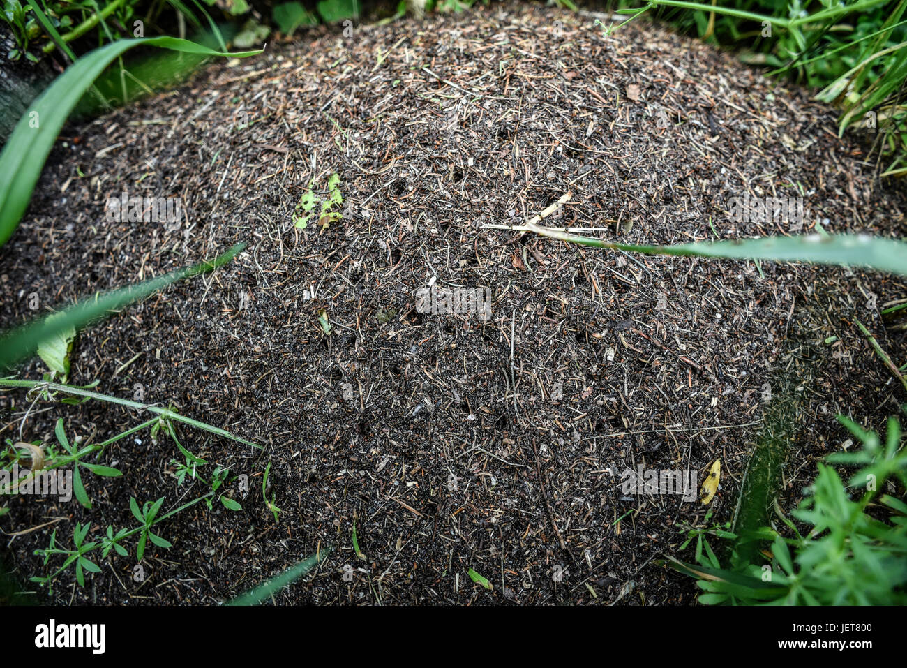 Anthill colony of ants, black ground, summer time in Poland Stock Photo ...