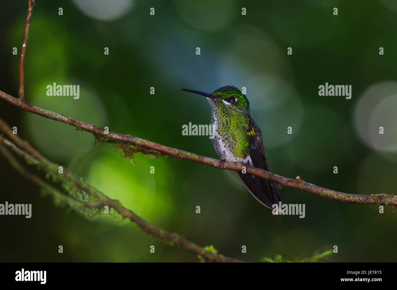 Birds from Panama Hummingbird in the rain forest Stock Photo - Alamy
