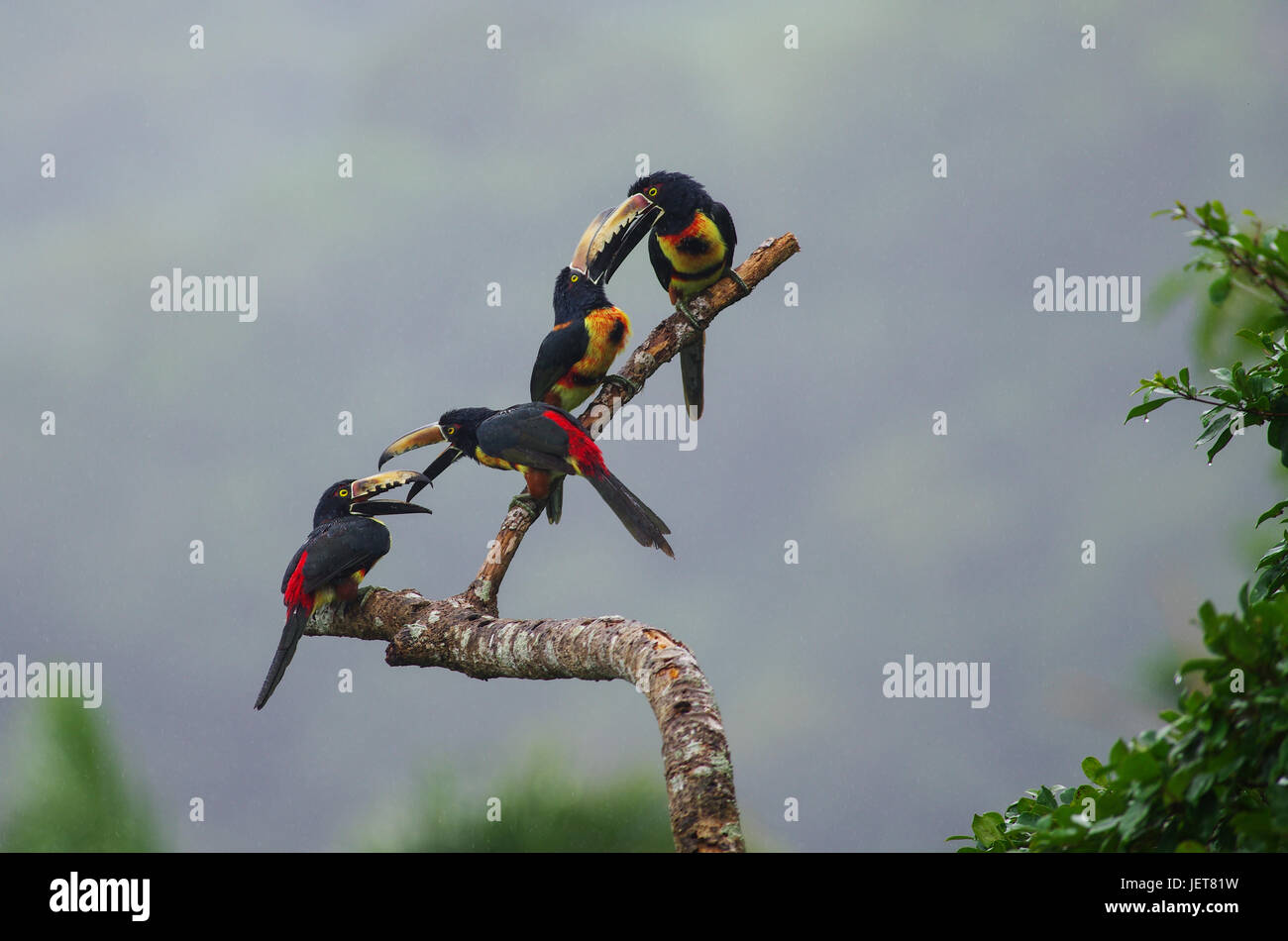 Family of aracaris hi-res stock photography and images - Alamy