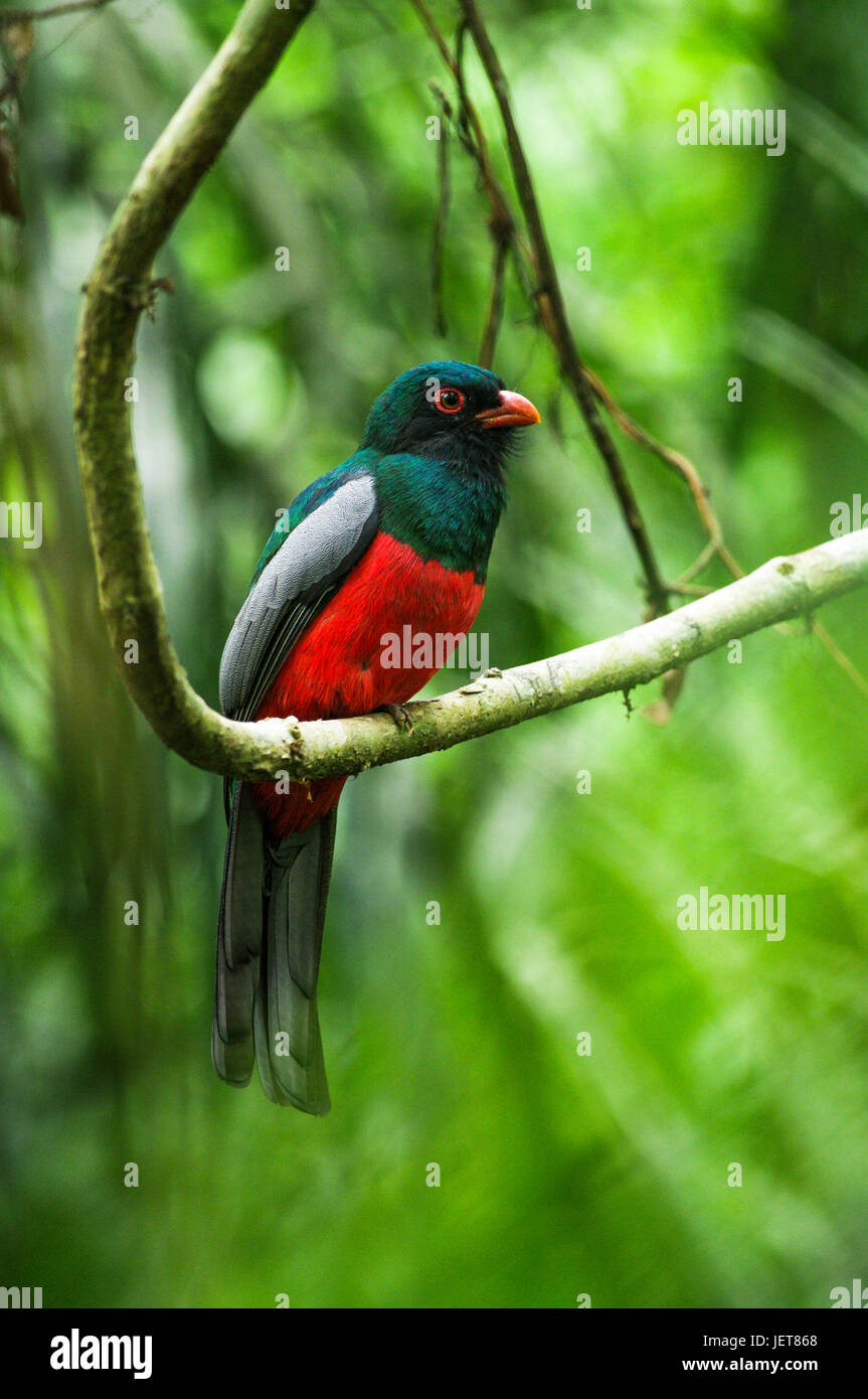 National bird of panama hi-res stock photography and images - Alamy
