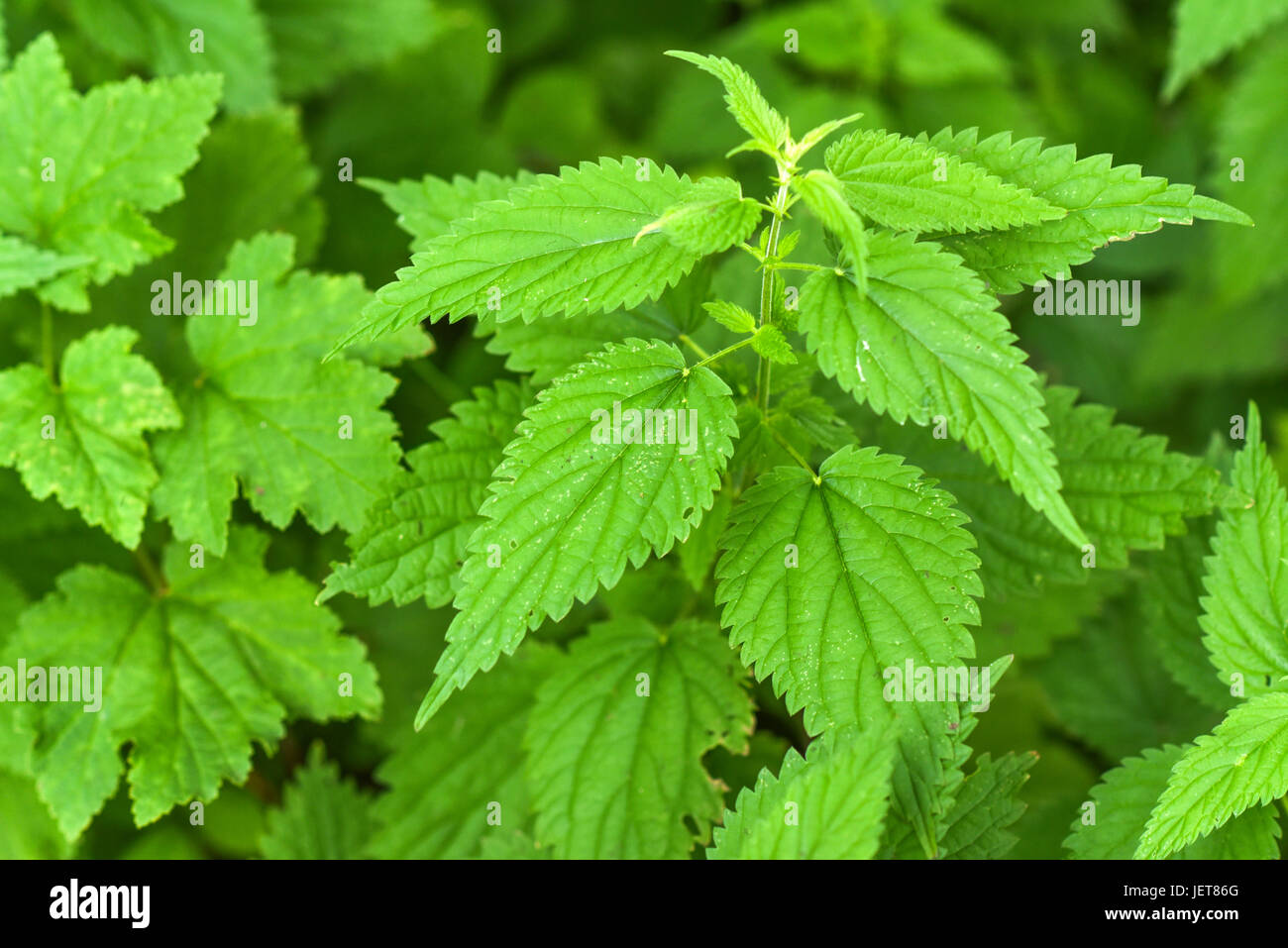 Blooming nettle plant in garden, summer time in Poland Stock Photo - Alamy