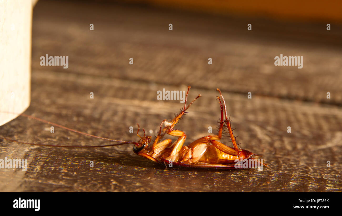 Cockroach face hi-res stock photography and images - Alamy