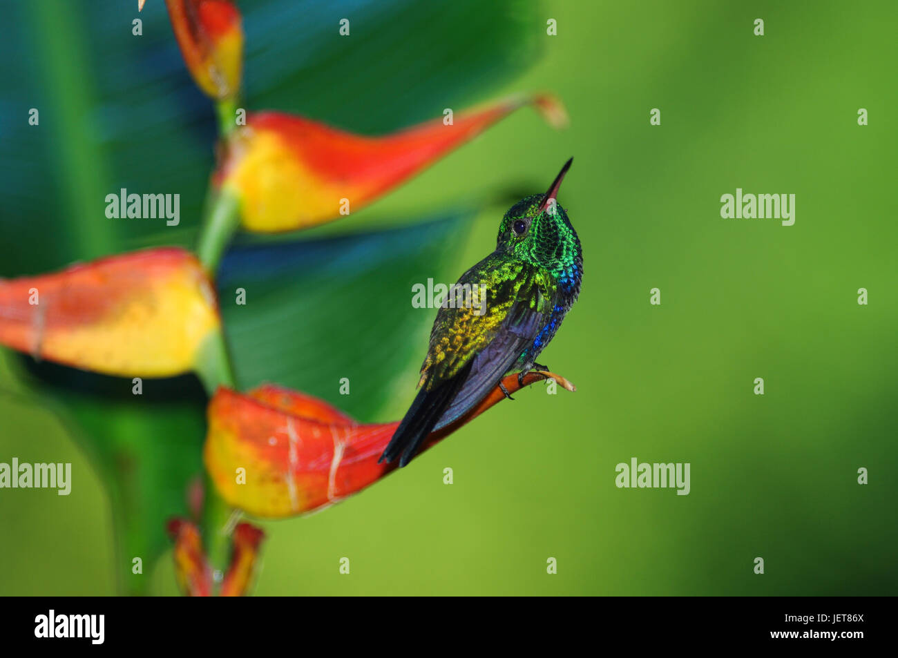 Birds from Panama Stock Photo - Alamy