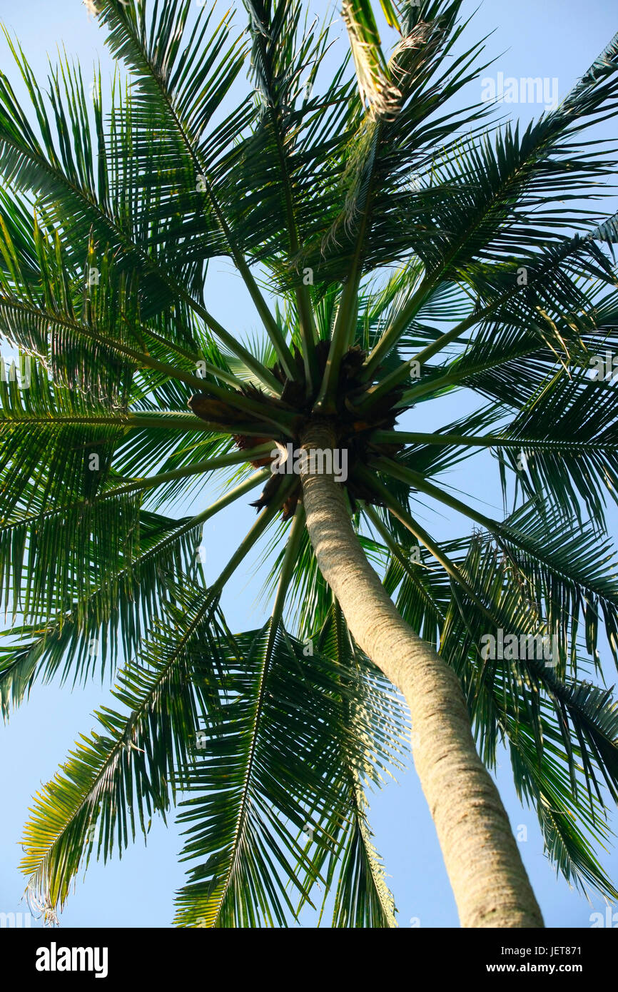 Tree of a coco the bottom view Stock Photo - Alamy