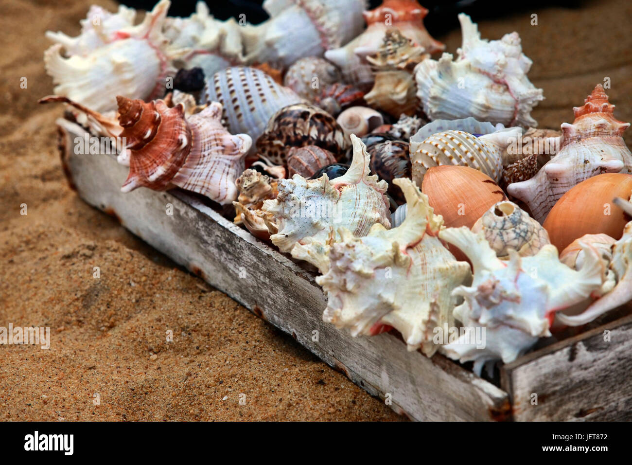 Different seashell are sold on a beach. Sri Lanka Stock Photo - Alamy