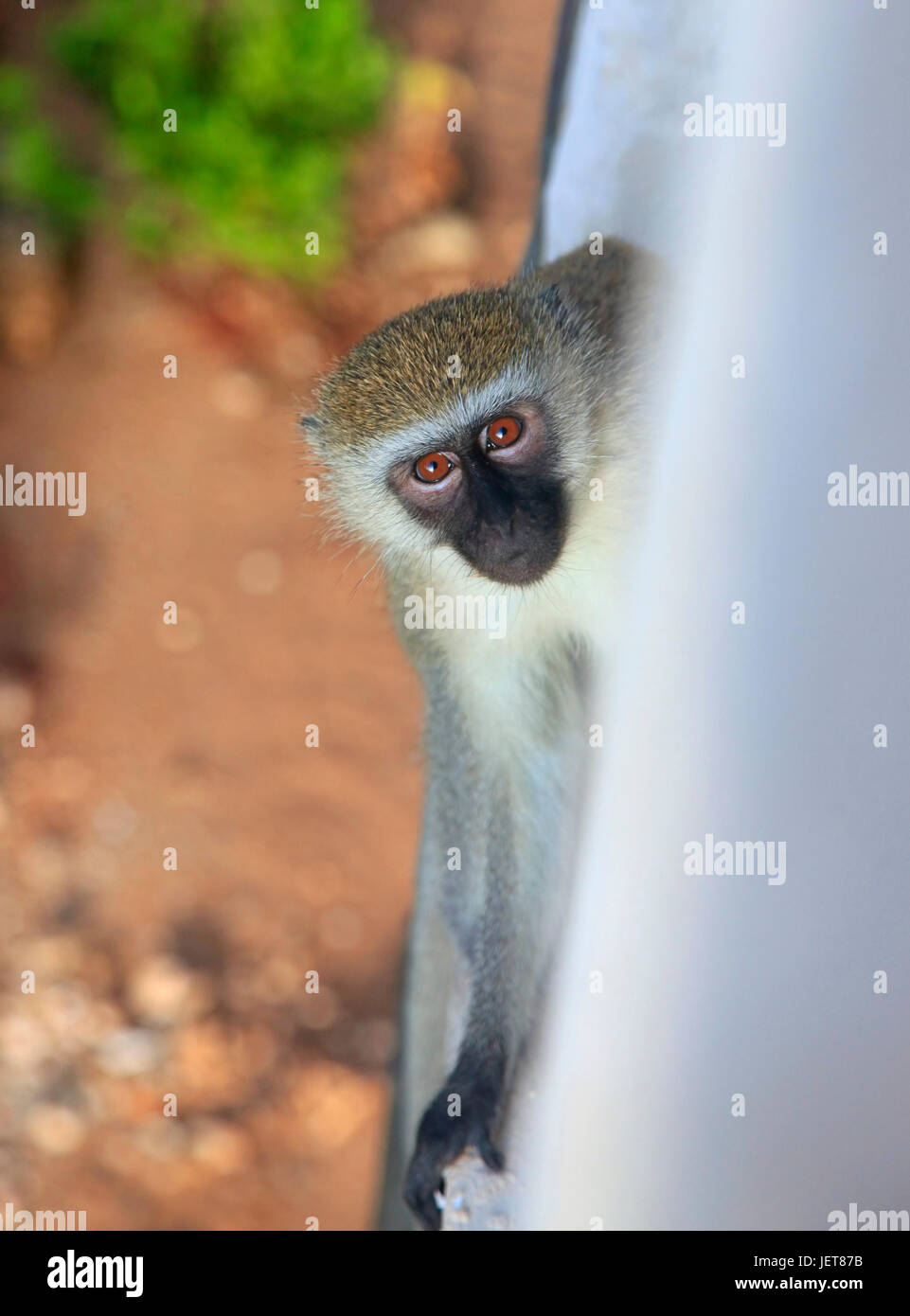 Monkey sitting on window hi-res stock photography and images - Alamy