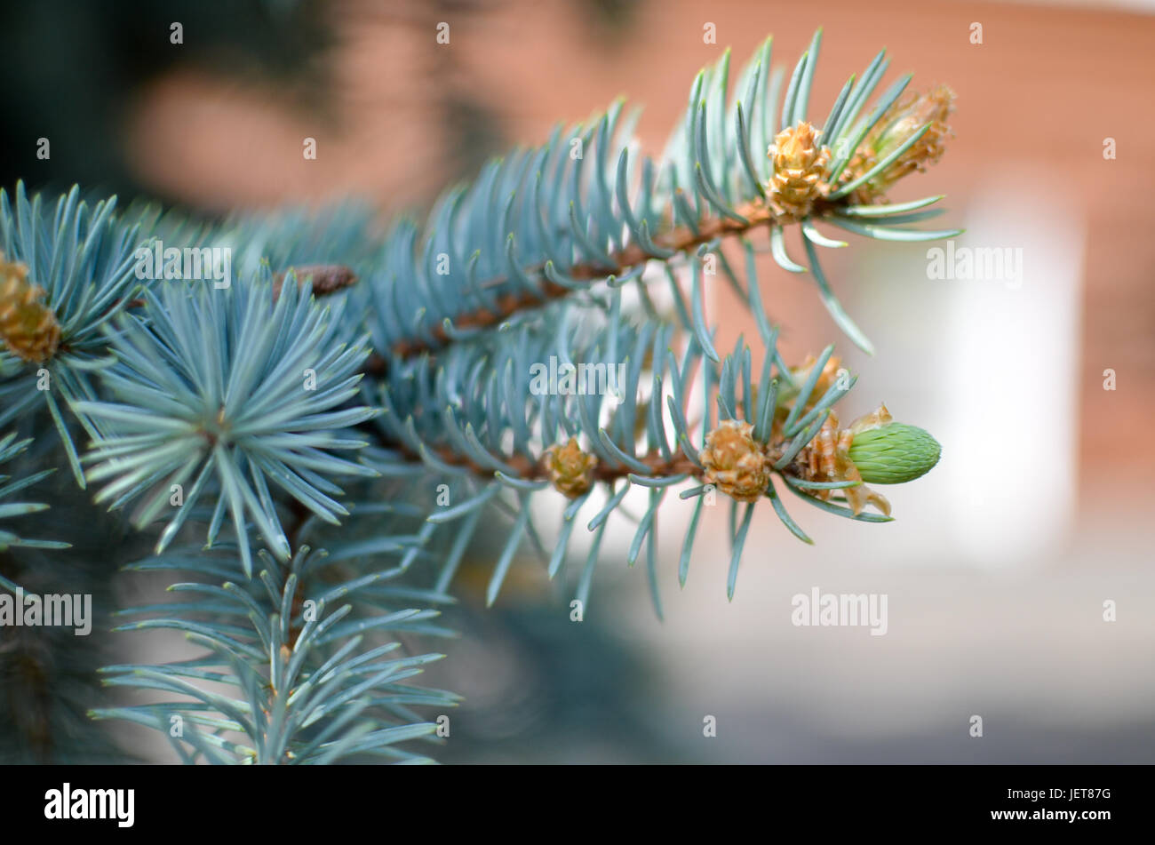Blue spruce branches on background at spring Stock Photo - Alamy