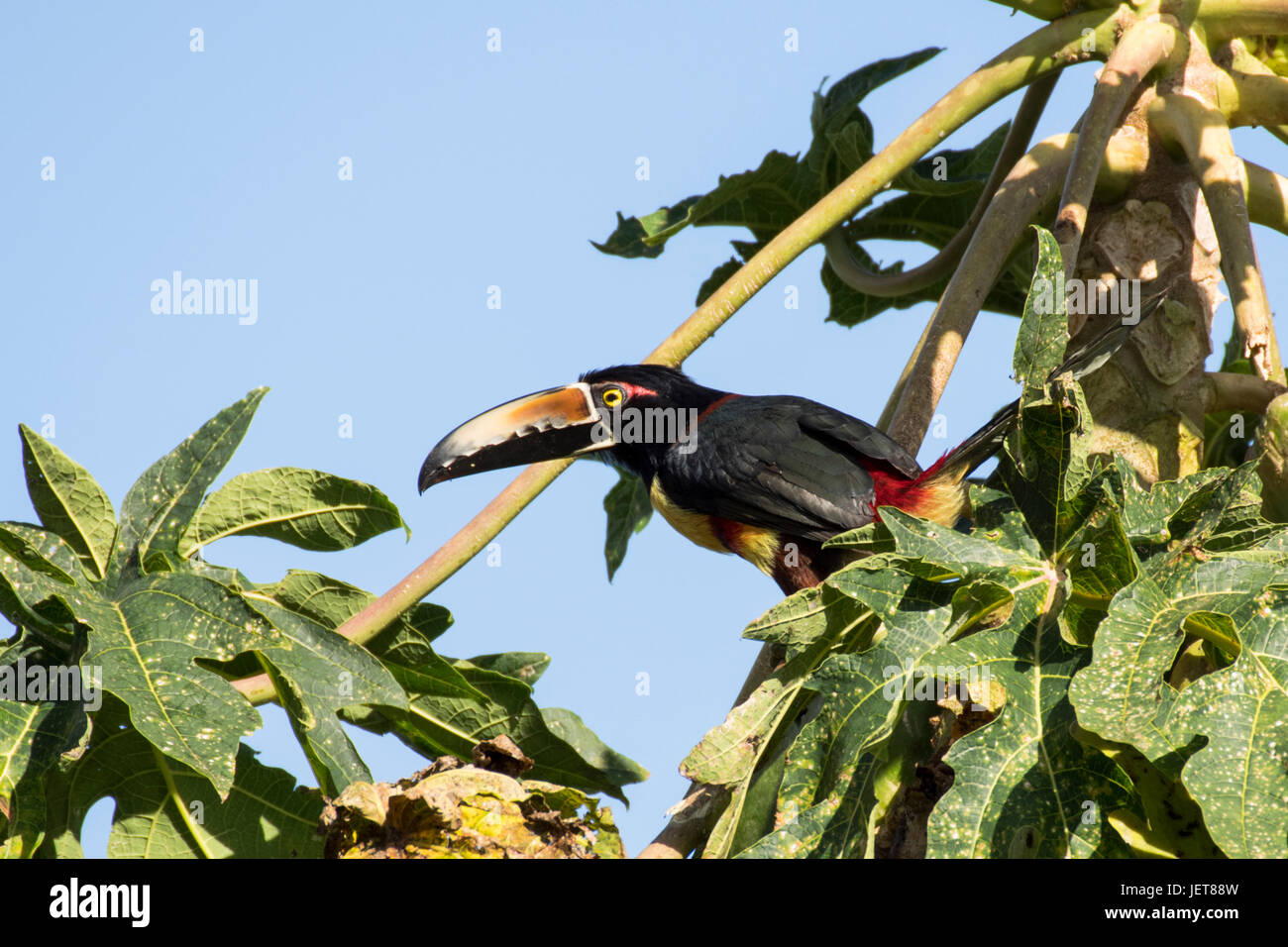 Birds from Panama Colorful Collared Aracaris Stock Photo - Alamy