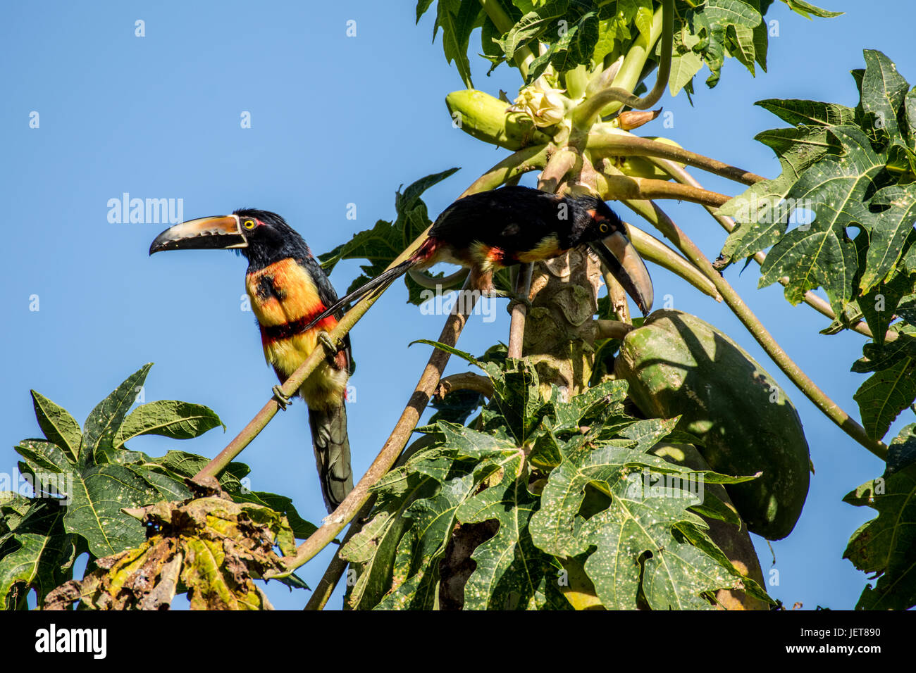 Collared Aracaris eating Papaya image taken in Panama Stock Photo - Alamy